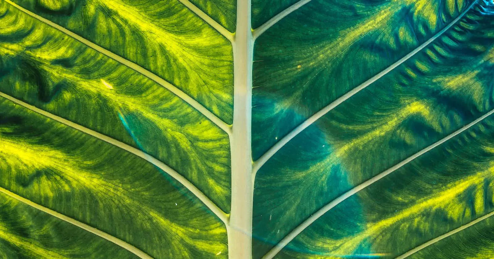 Seasonal ARIMA - ML Pills