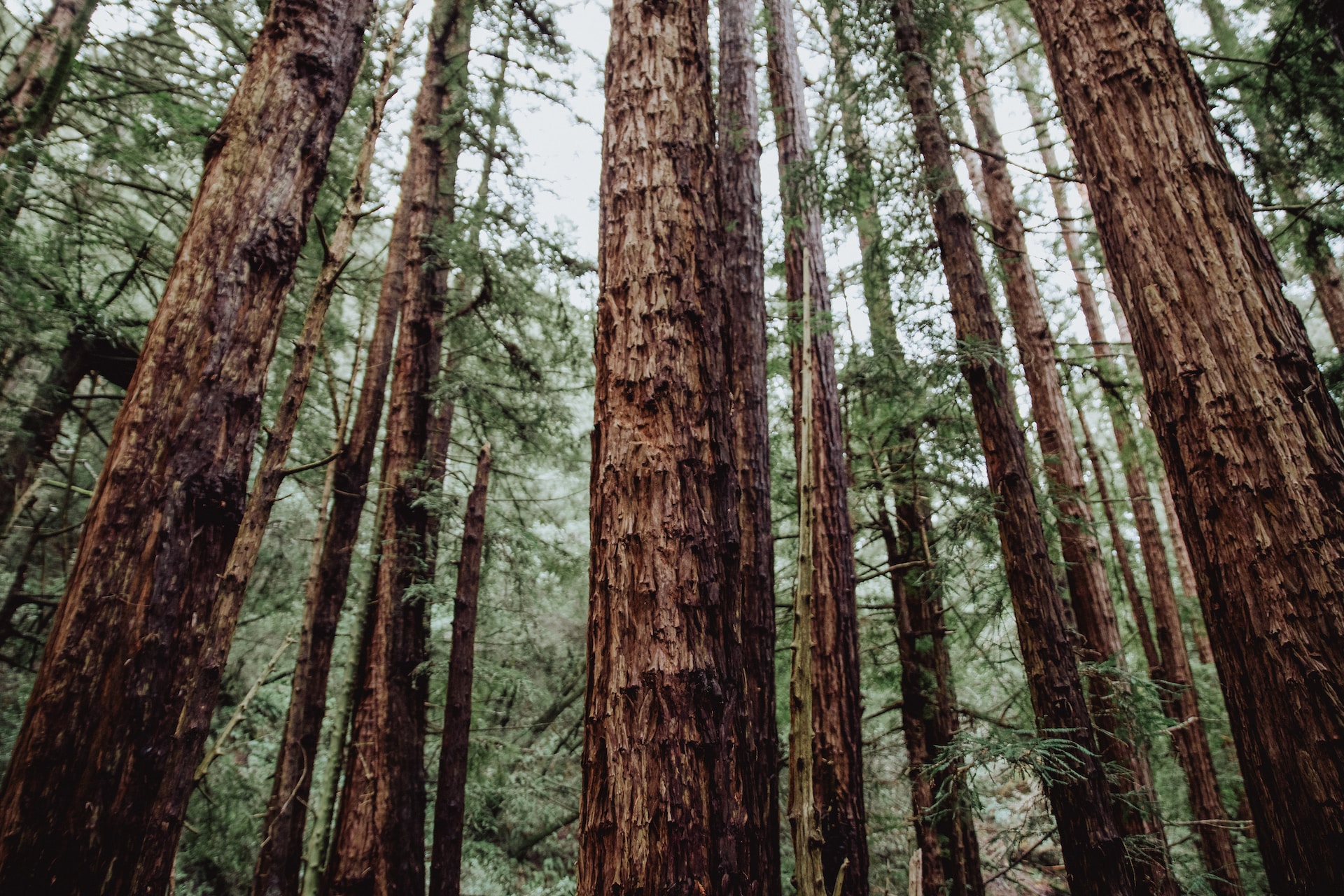 Introduction To Decision Trees Ml Pills